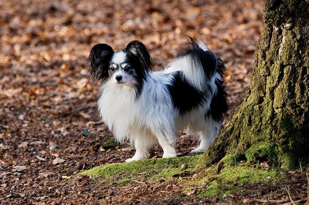 Cane Papillon: caratteristiche e foto