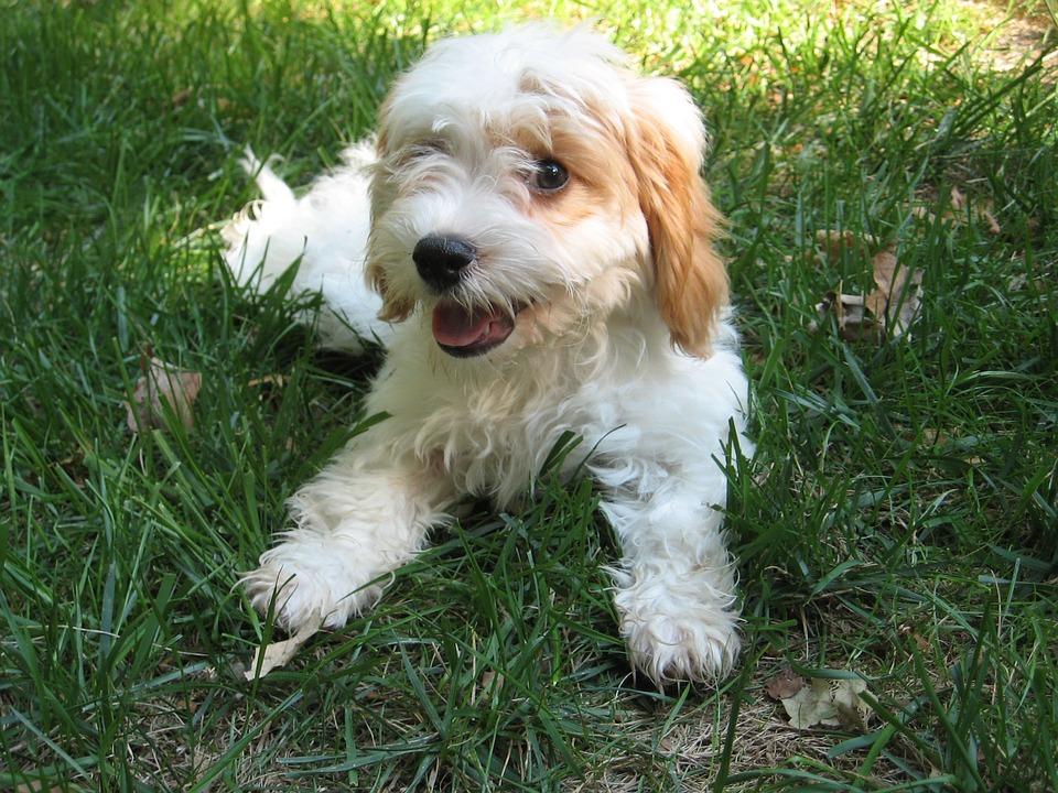 Cavoodle o Cavapoo - Caratteristiche, caratterere ed altre curiosità!