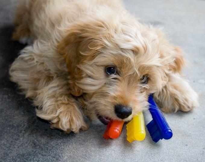 Cavoodle o Cavapoo - Caratteristiche, caratterere ed altre curiosità!