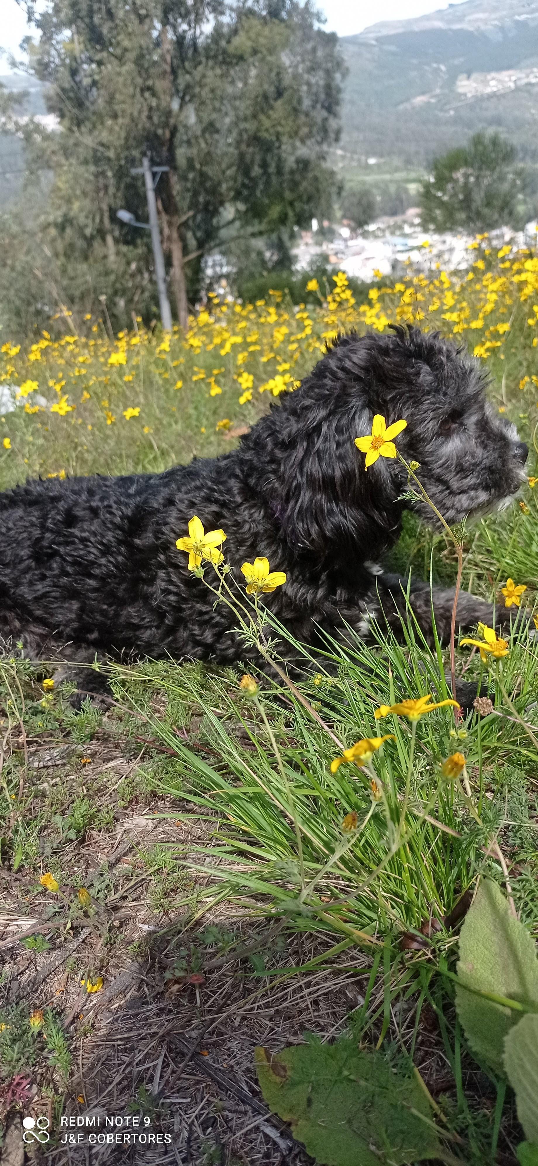 Cavoodle o Cavapoo - Caratteristiche, caratterere ed altre curiosità!