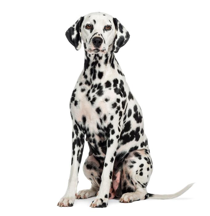 Cane Dalmata: caratteristiche, foto e video