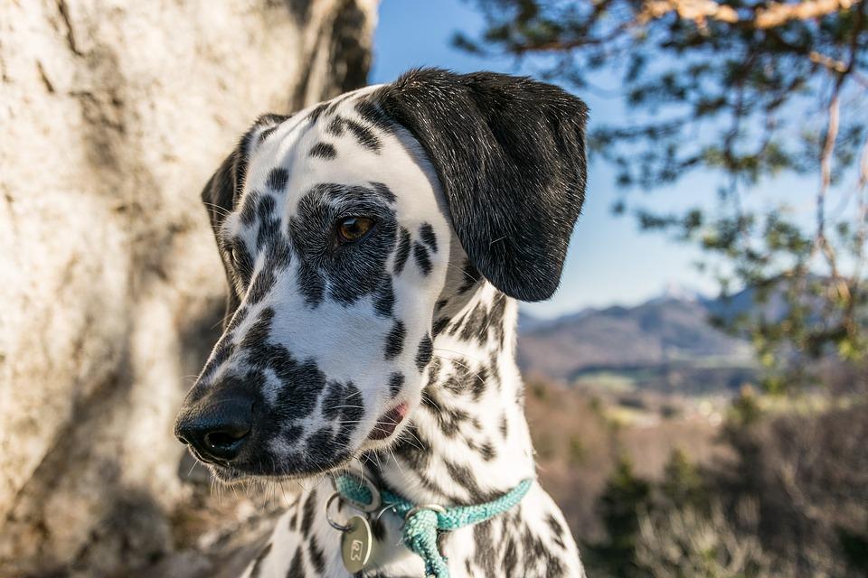 Cane Dalmata: caratteristiche, foto e video