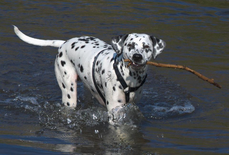 Cane Dalmata: caratteristiche, foto e video