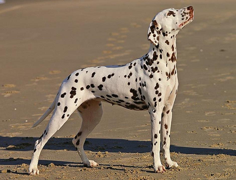Cane Dalmata: caratteristiche, foto e video