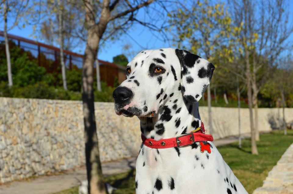 Cane Dalmata: caratteristiche, foto e video