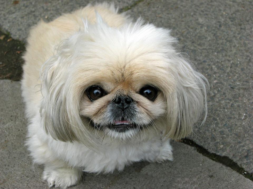Cane Pechinese: caratteristiche e foto
