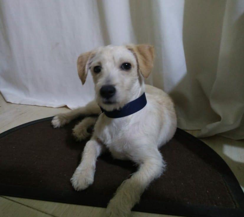 Parson Russell Terrier - Origini, caratteristiche ed altre curiosità!