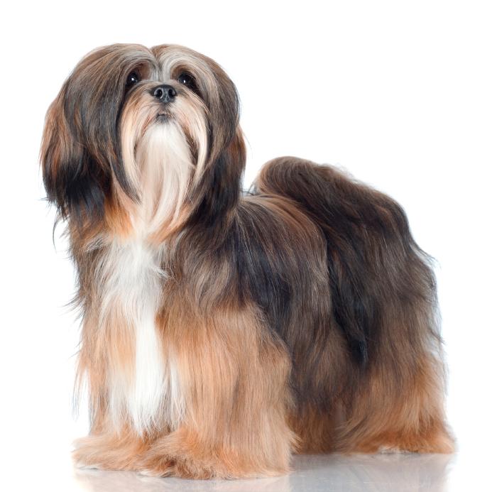 Cane Lhasa Apso: caratteristiche e foto