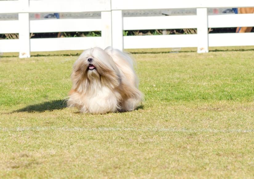 Cane Lhasa Apso: caratteristiche e foto