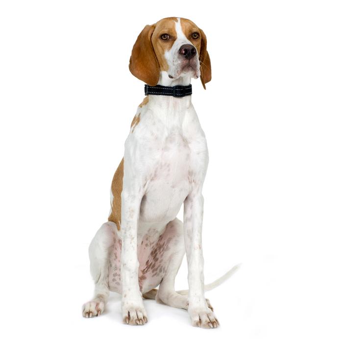 Cane Pointer Inglese: caratteristiche e foto