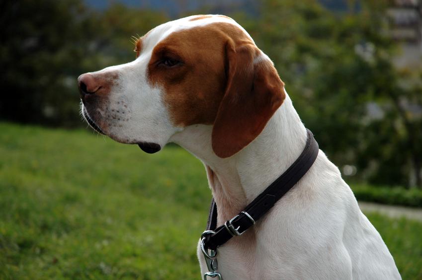 Cane Pointer Inglese: caratteristiche e foto