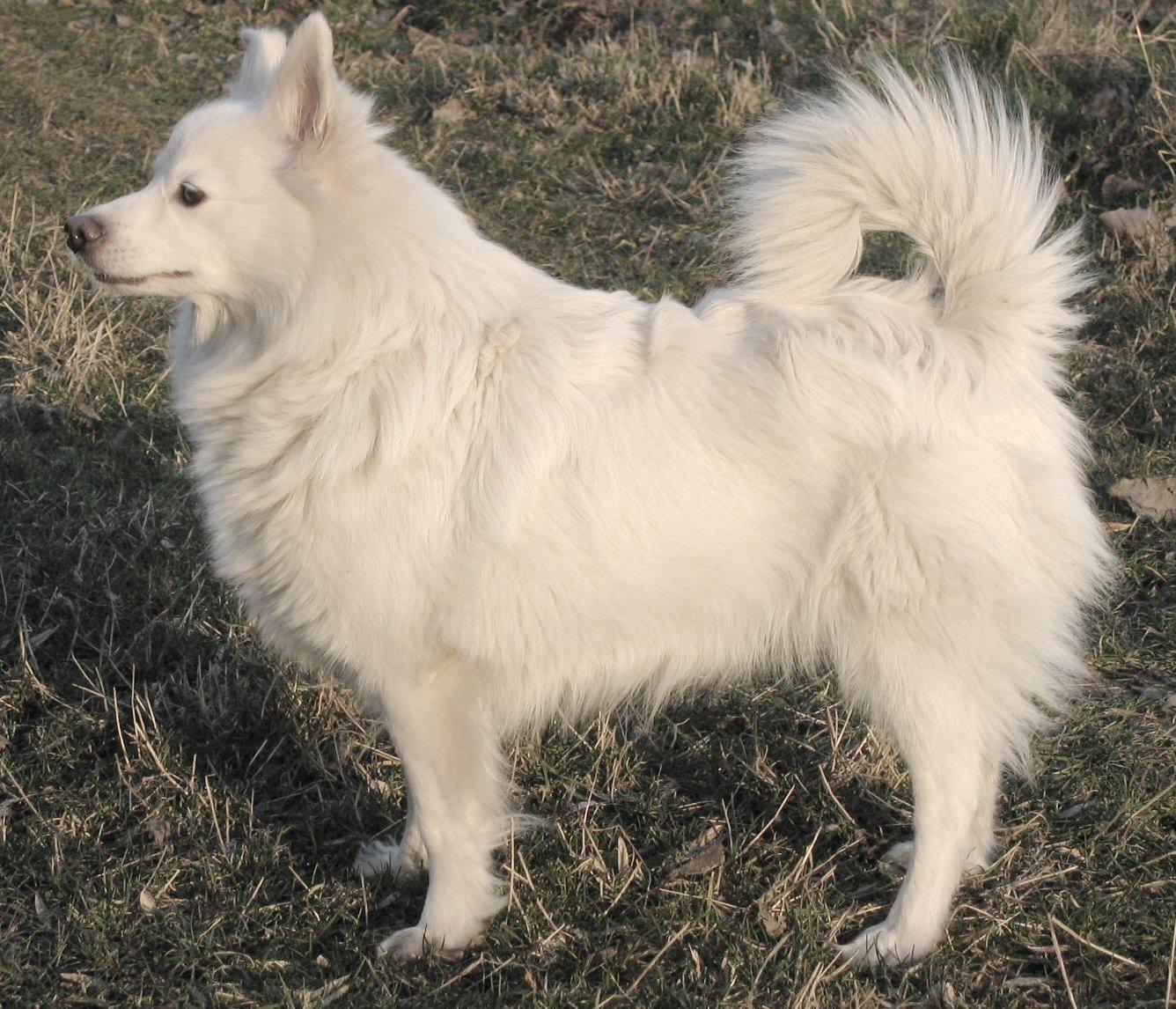Cane Spitz Tedesco: caratteristiche e foto