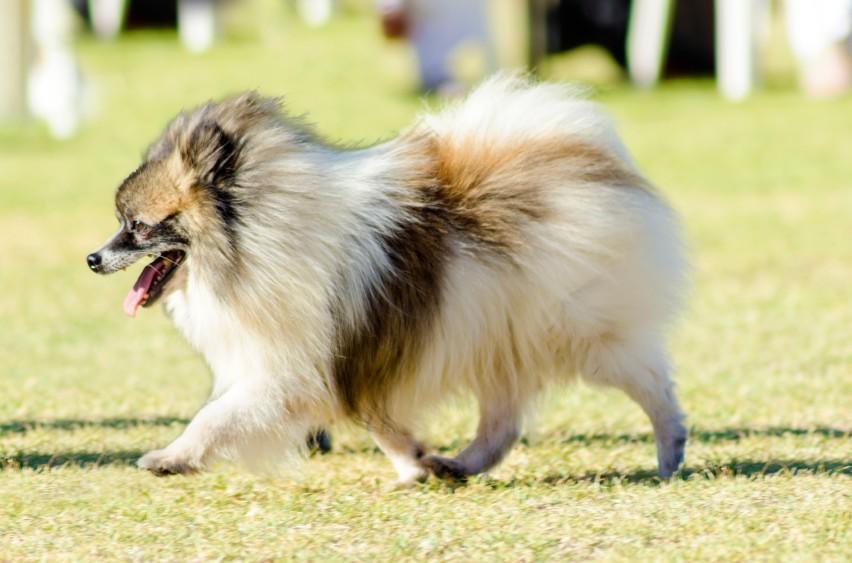 Cane Spitz Tedesco: caratteristiche e foto