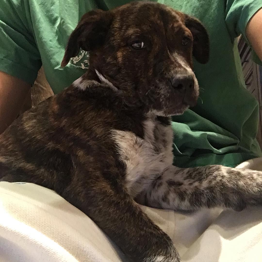 Cane Dogo Argentino: caratteristiche, foto e video