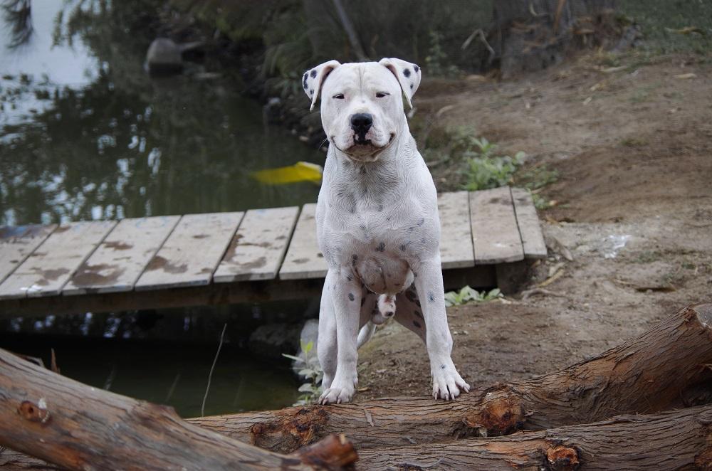 Cane Dogo Argentino: caratteristiche, foto e video