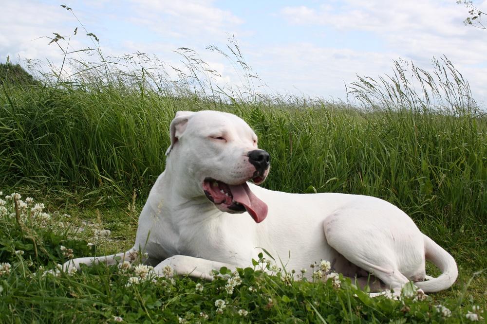 Cane Dogo Argentino: caratteristiche, foto e video