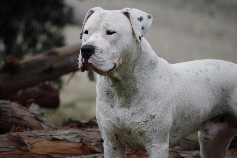 Cane Dogo Argentino: caratteristiche, foto e video