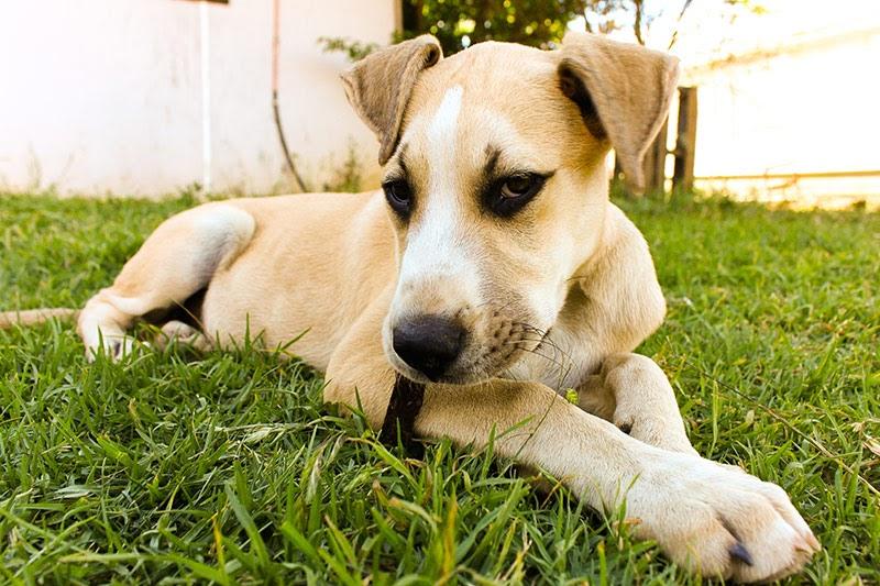 Cane Bull arab: caratteristiche e foto
