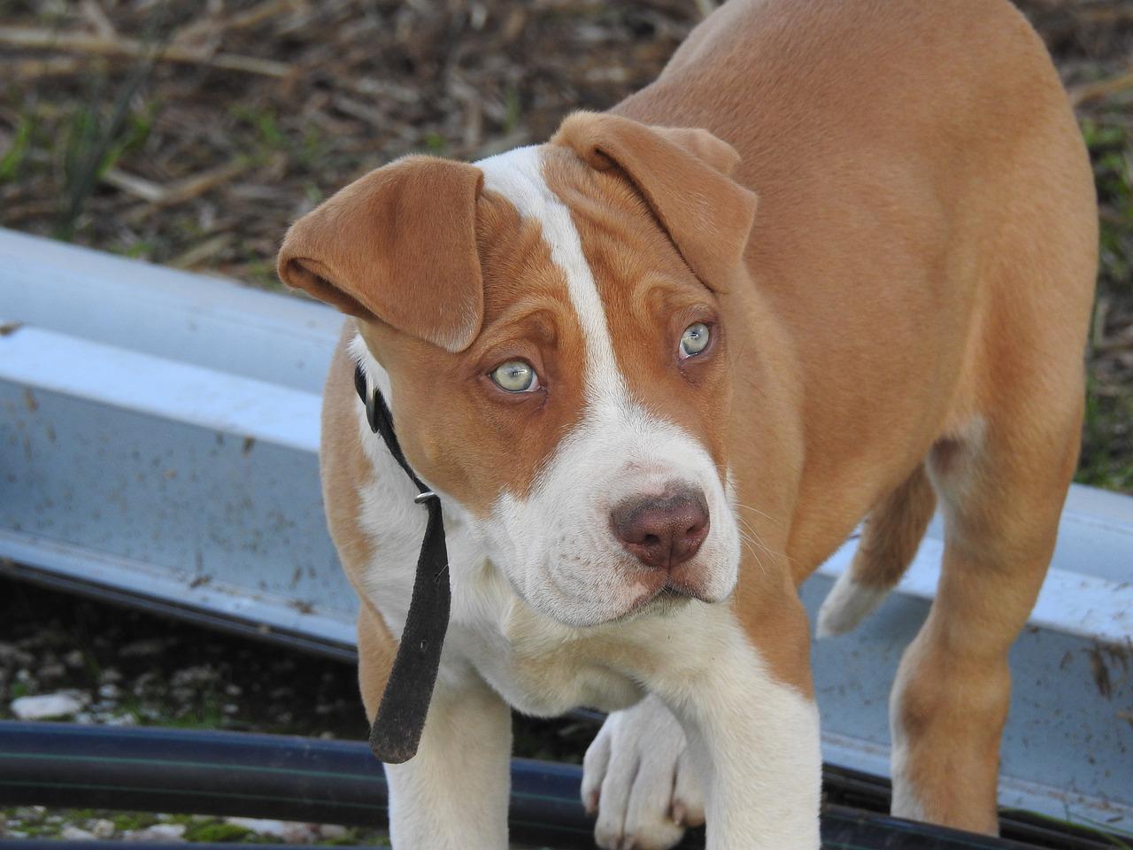 Cane Bull arab: caratteristiche e foto